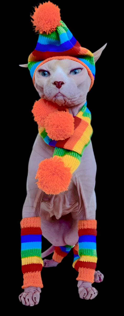Sphynx Cat Hat | Scarf | Leg Warmers | Rainbow Style | Hairless ...